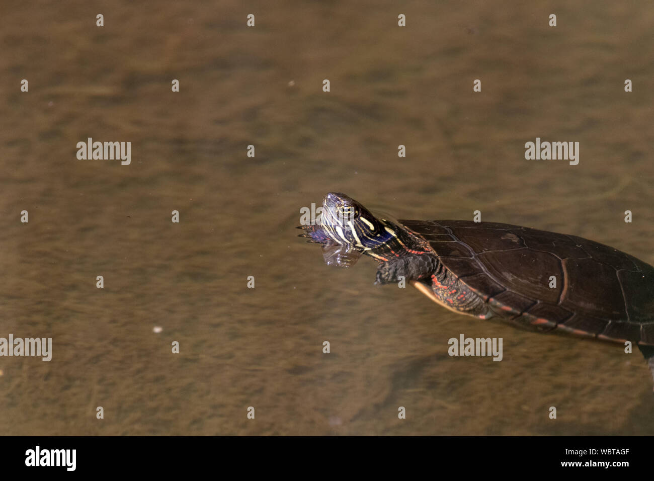 Painted turtle in swamp environment Stock Photo - Alamy