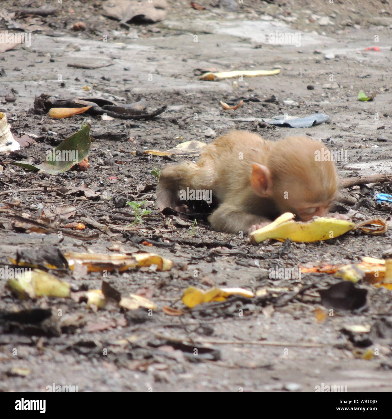 Eating ground hi-res stock photography and images - Alamy