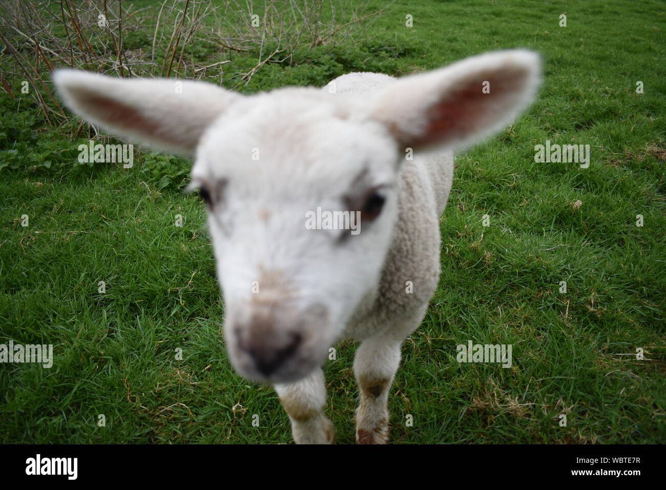 Curious lamb investigates camera Stock Photo - Alamy
