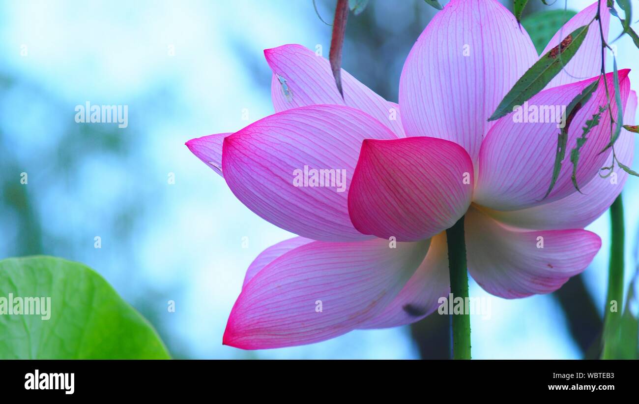 Field lotus flower hi-res stock photography and images - Alamy