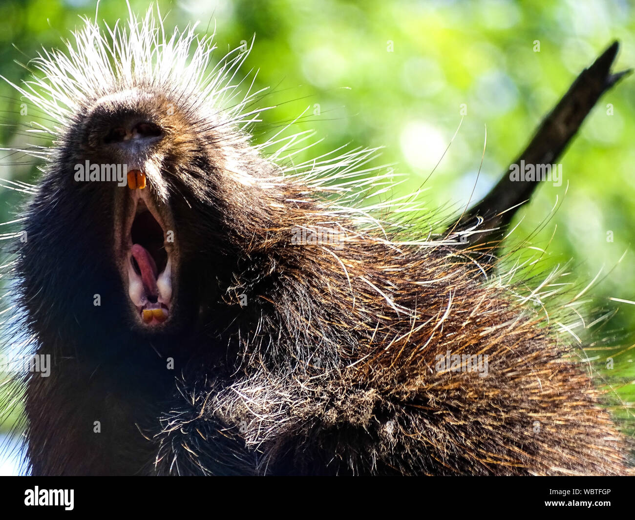 Yawning rodent hi-res stock photography and images - Alamy