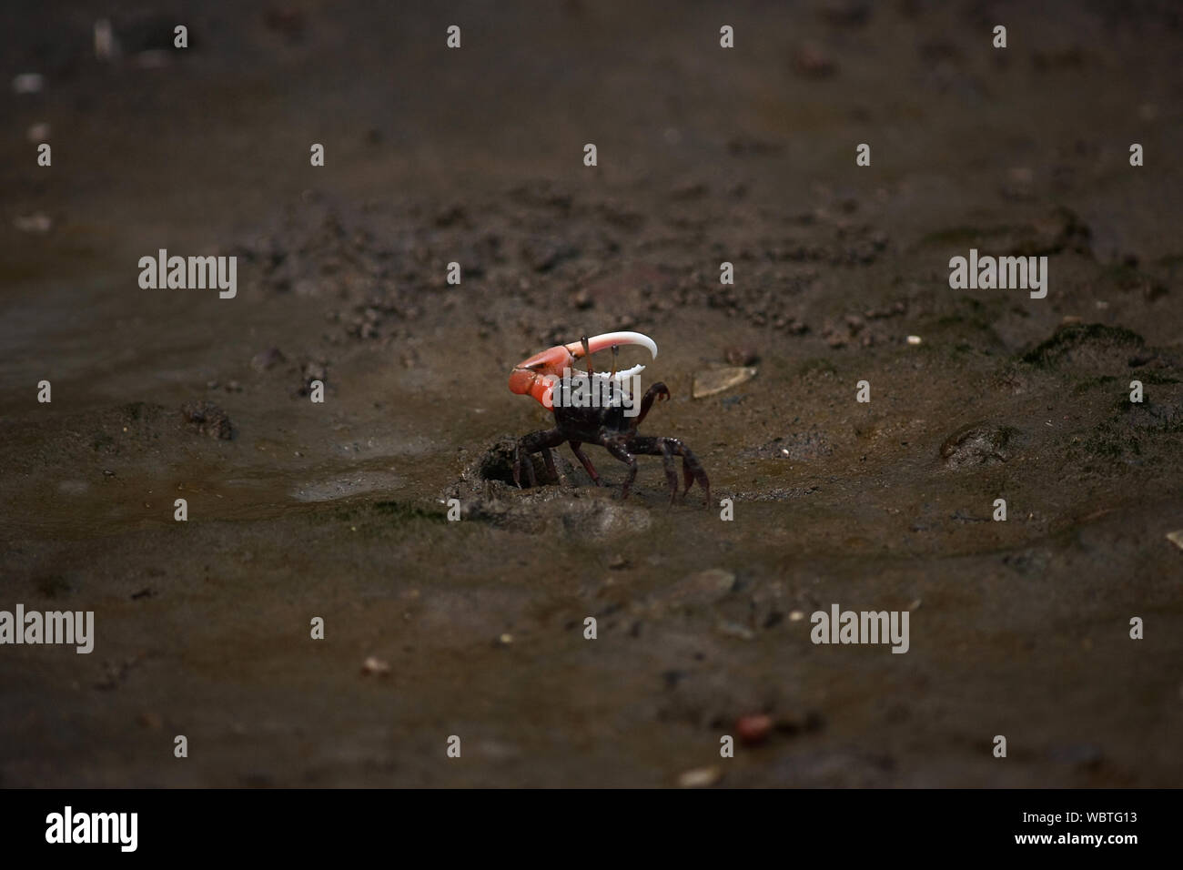 Fiddler crabs in the hi-res stock photography and images - Alamy