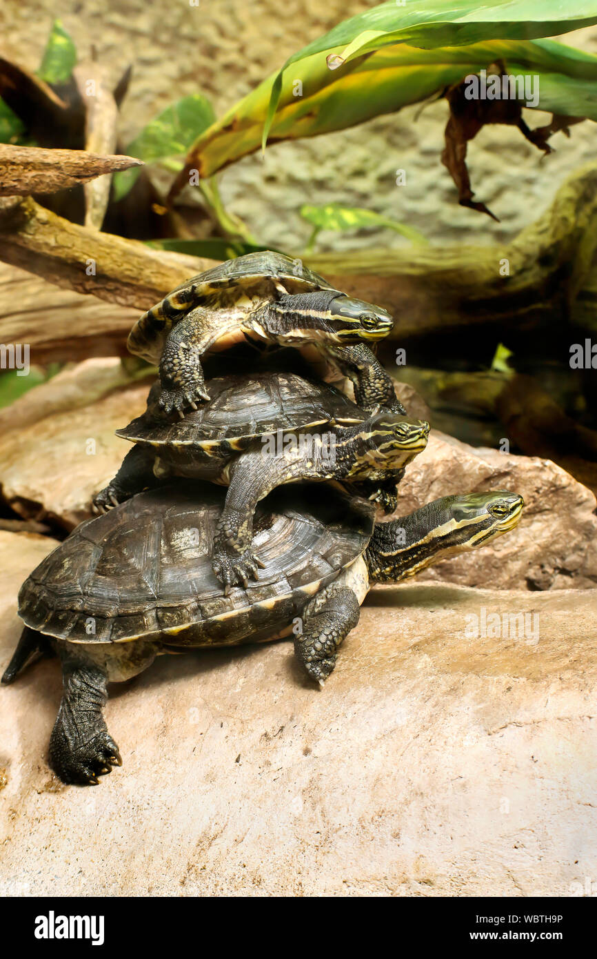 A family of three Turtles at Paington Zoo climbing on top of one ...
