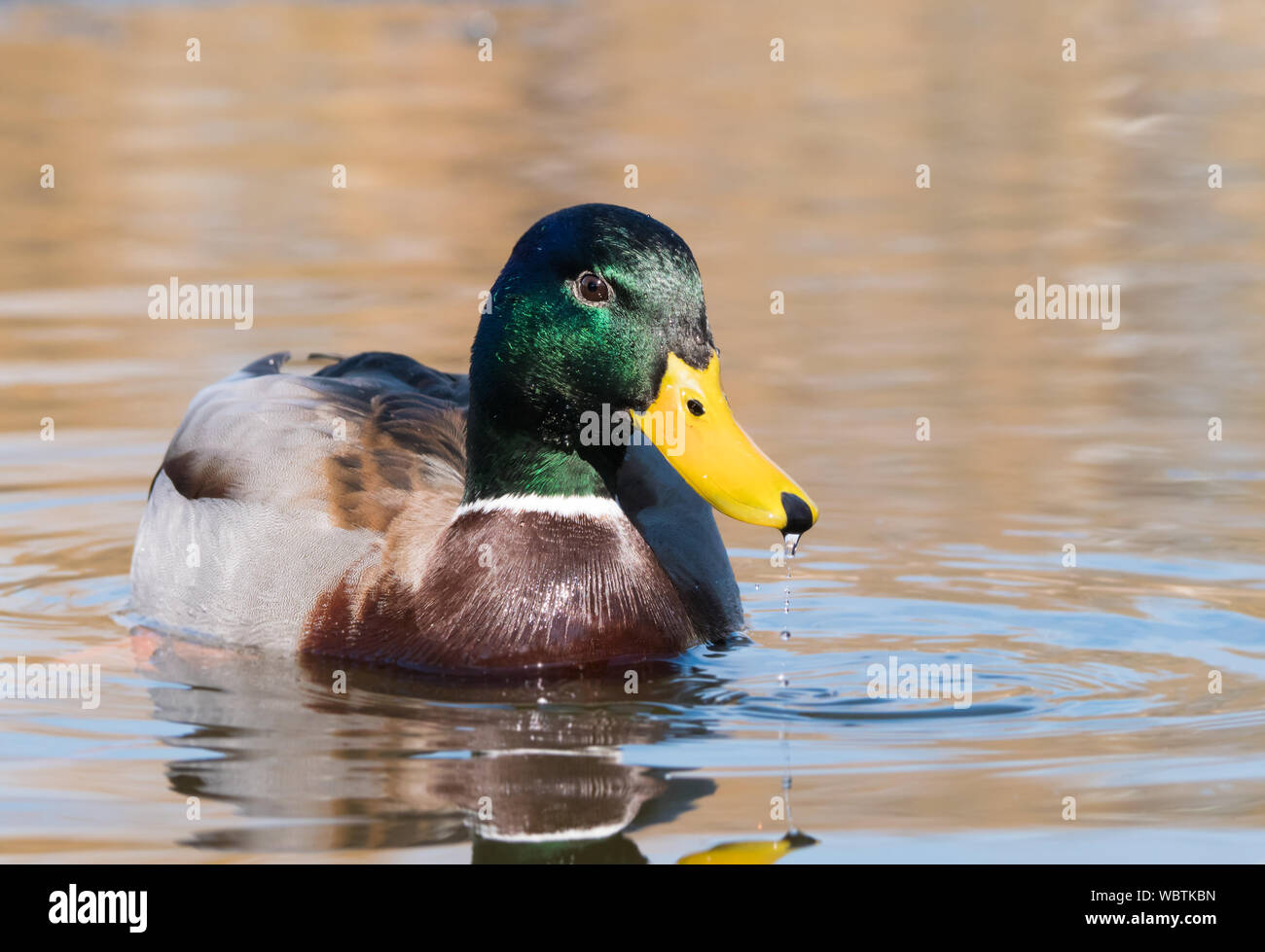 Wild duck, mallard, at pond Stock Photo - Alamy