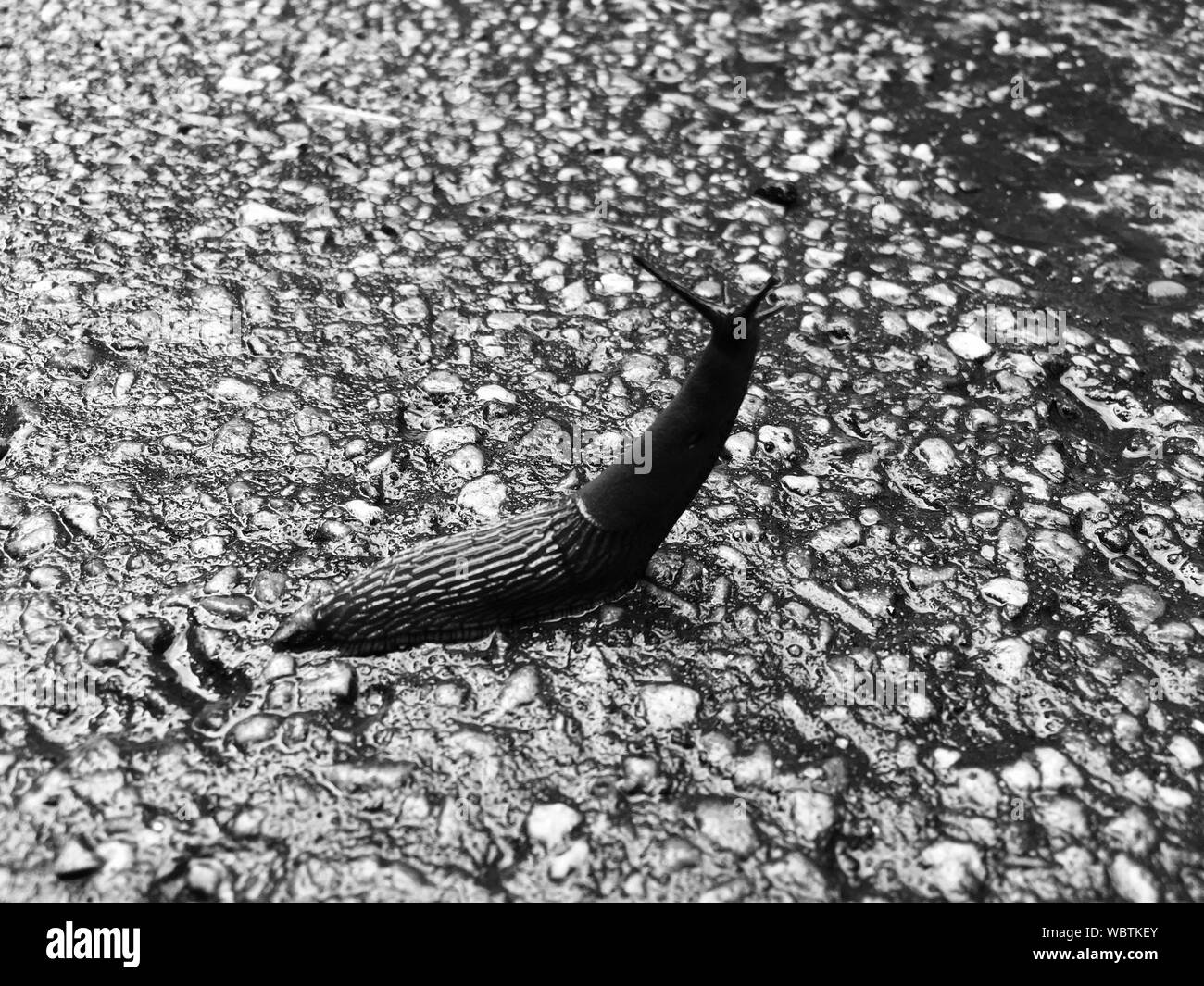 Rainy season (monsoon) Black and White Stock Photos & Images - Alamy