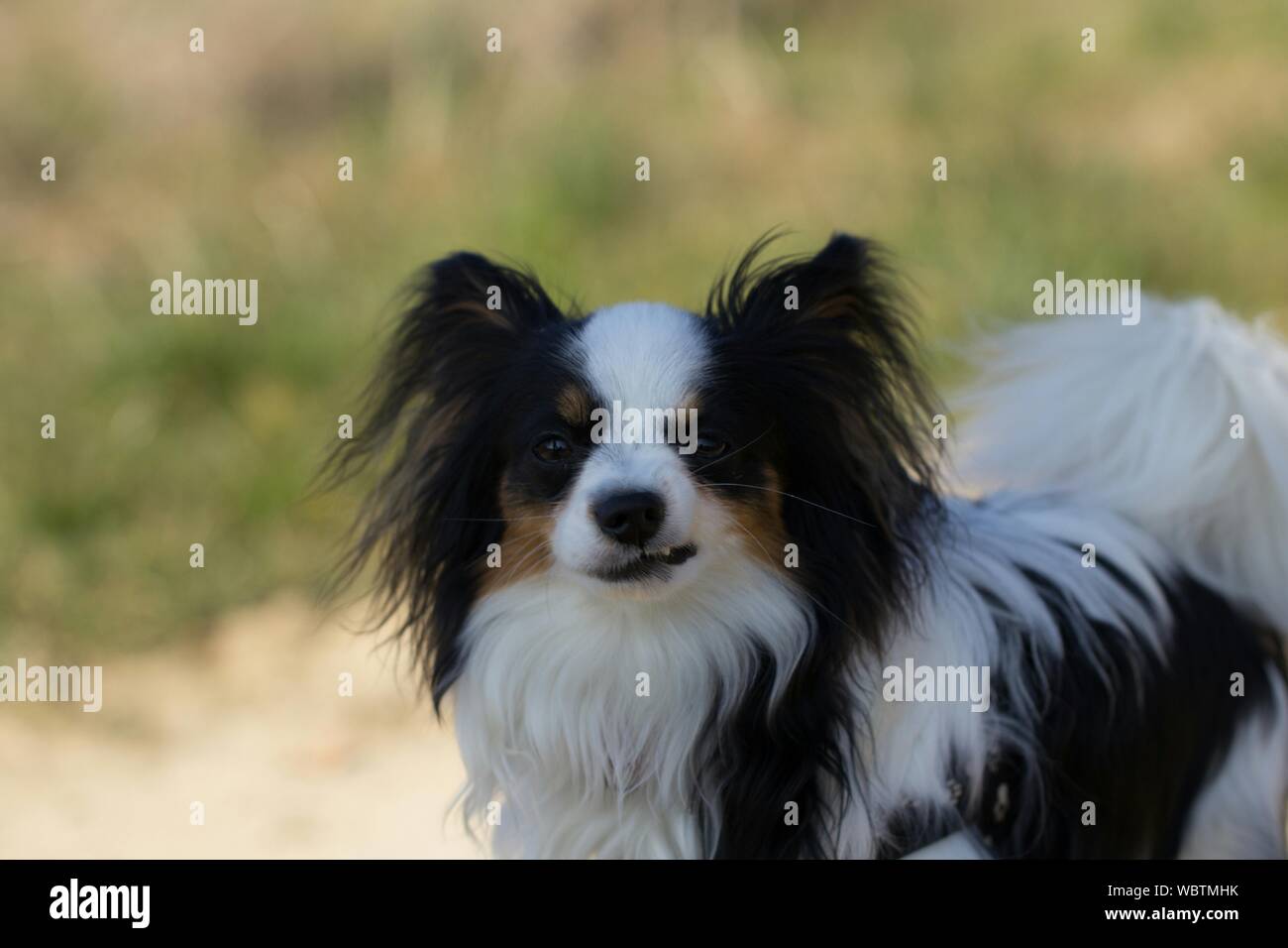 Portrait papillon hi-res stock photography and images - Alamy