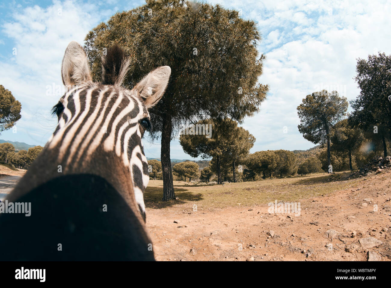 Selfie in the wild hi-res stock photography and images - Alamy