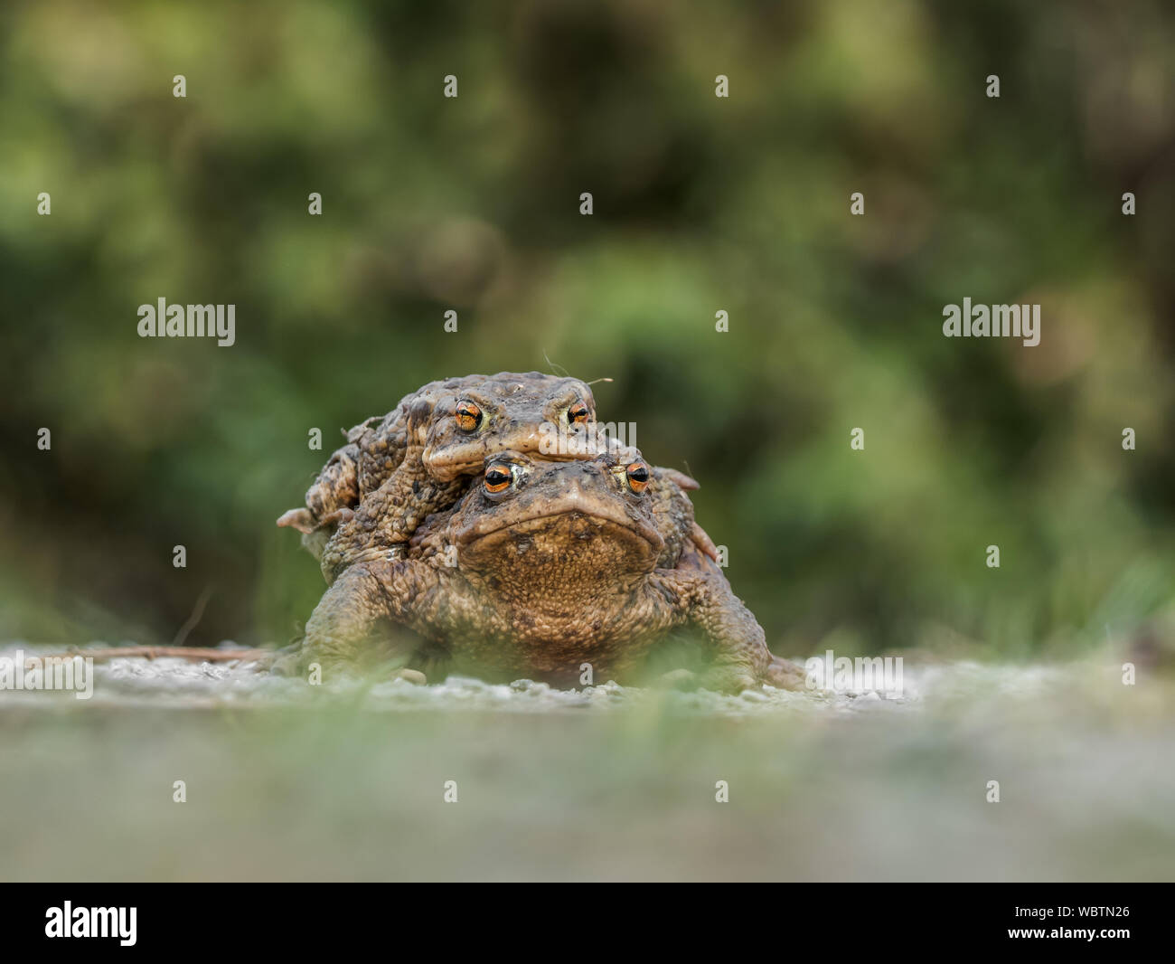Two wildlife mating toads bufo bufo Stock Photo - Alamy