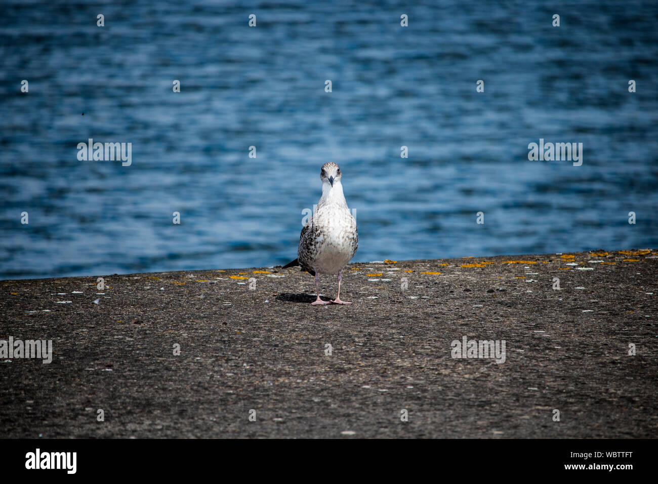 Seagull looking at the camera hi-res stock photography and images - Alamy