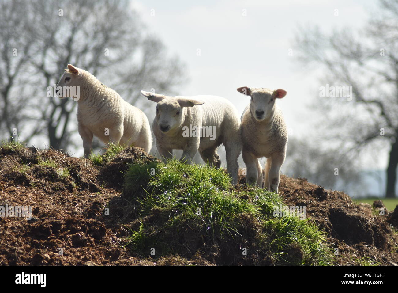 Cute Lambs on a Field Stock Photo - Alamy