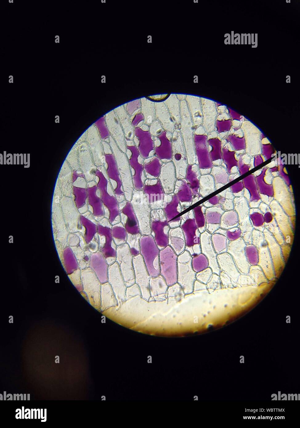 Microscope cells hi-res stock photography and images - Alamy