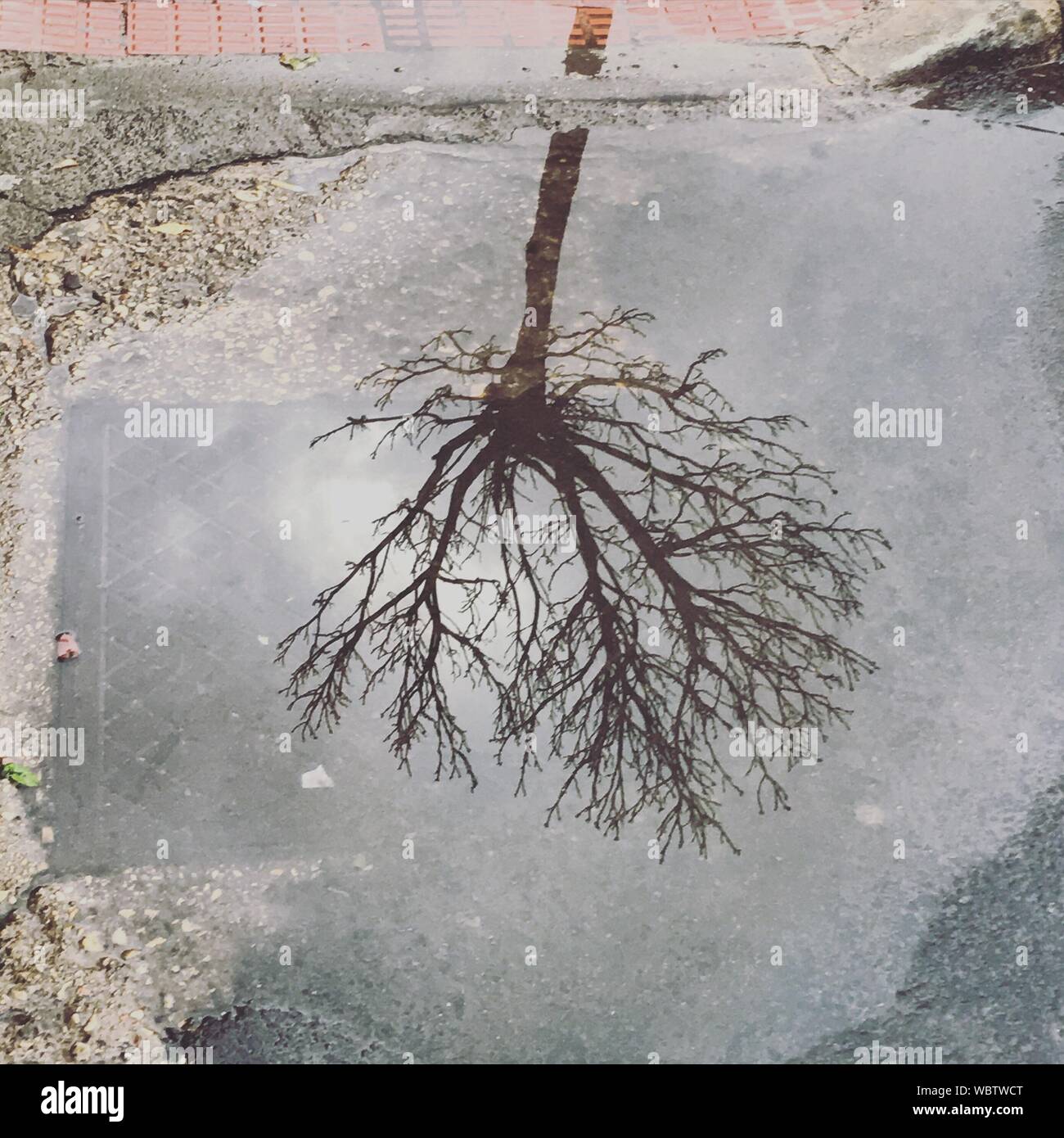 Reflection tree in puddle branch hi-res stock photography and images ...
