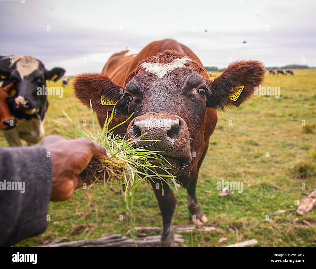 Grass with cow hi-res stock photography and images - Alamy