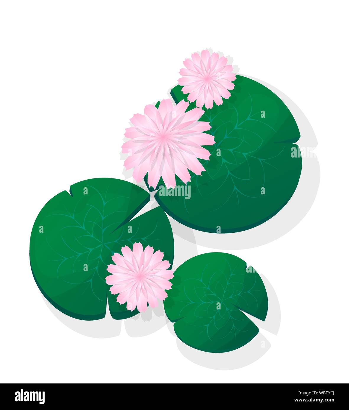Pink lotus flower or Water Lily floating, isolated vector objects over ...