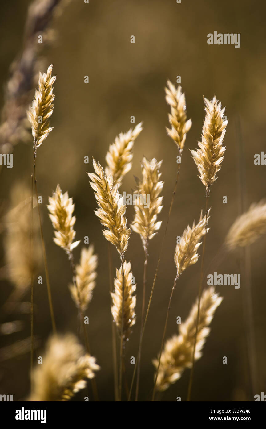 Backlit wheat hi-res stock photography and images - Alamy