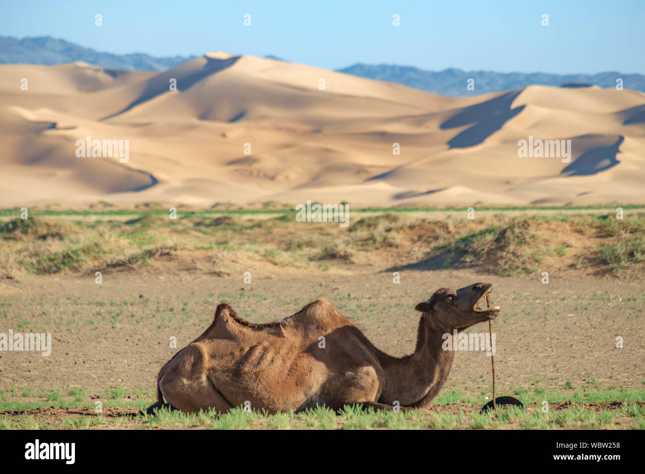 The Bactrian camel is a native to the steppes of Central Asia. In ...