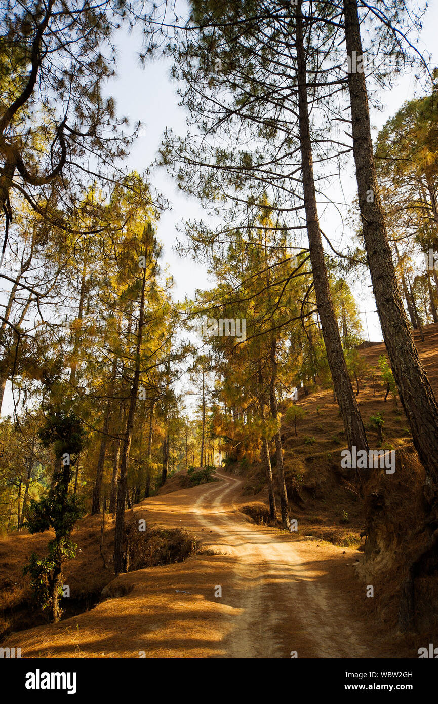 Pine tree forested area on the Champa Gorge near the place where Jim ...