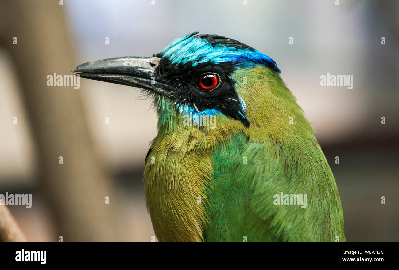 Amazonian motmot hi-res stock photography and images - Alamy