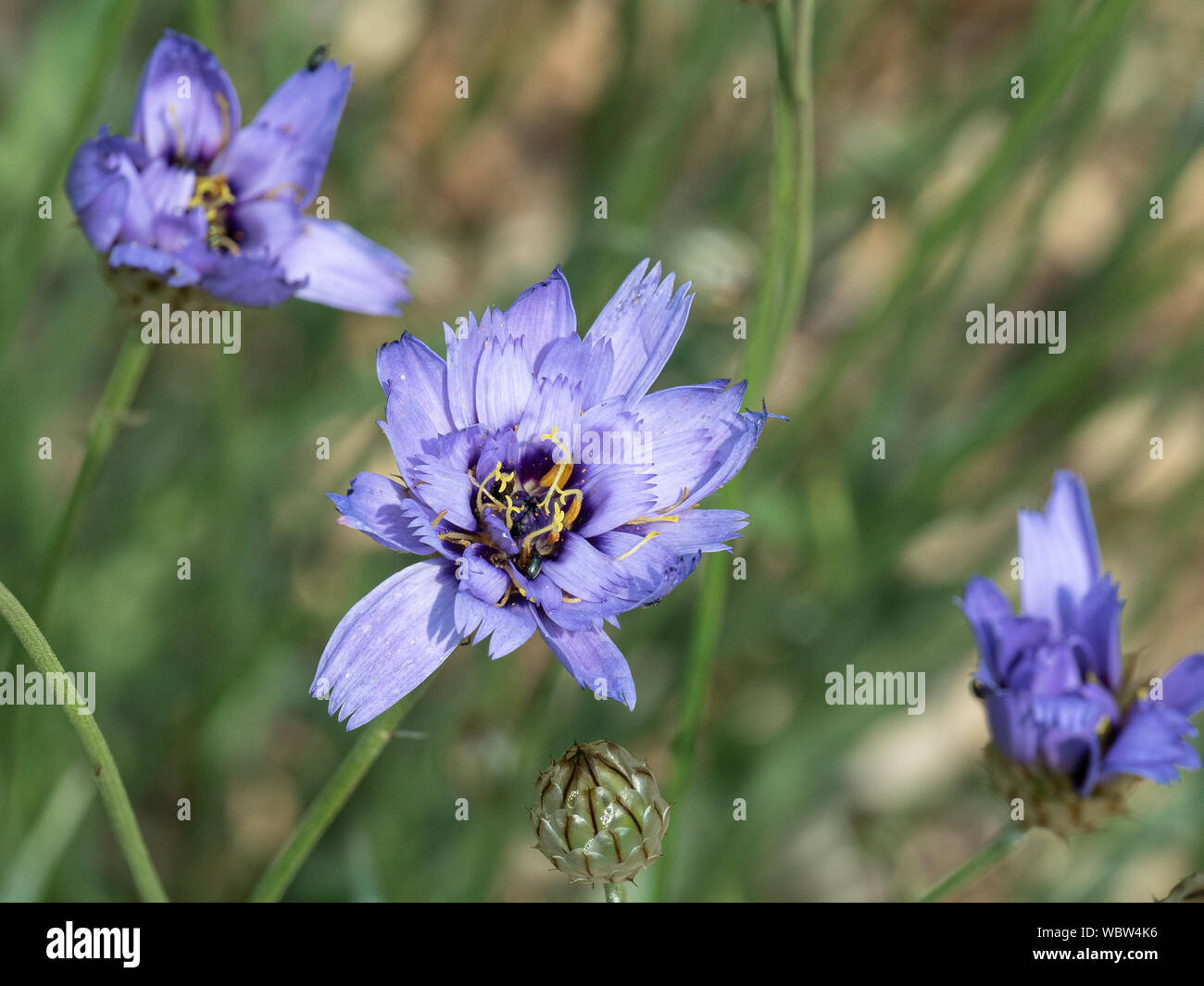 A small group of the pale blue flowers of Catananche caerula Stock ...