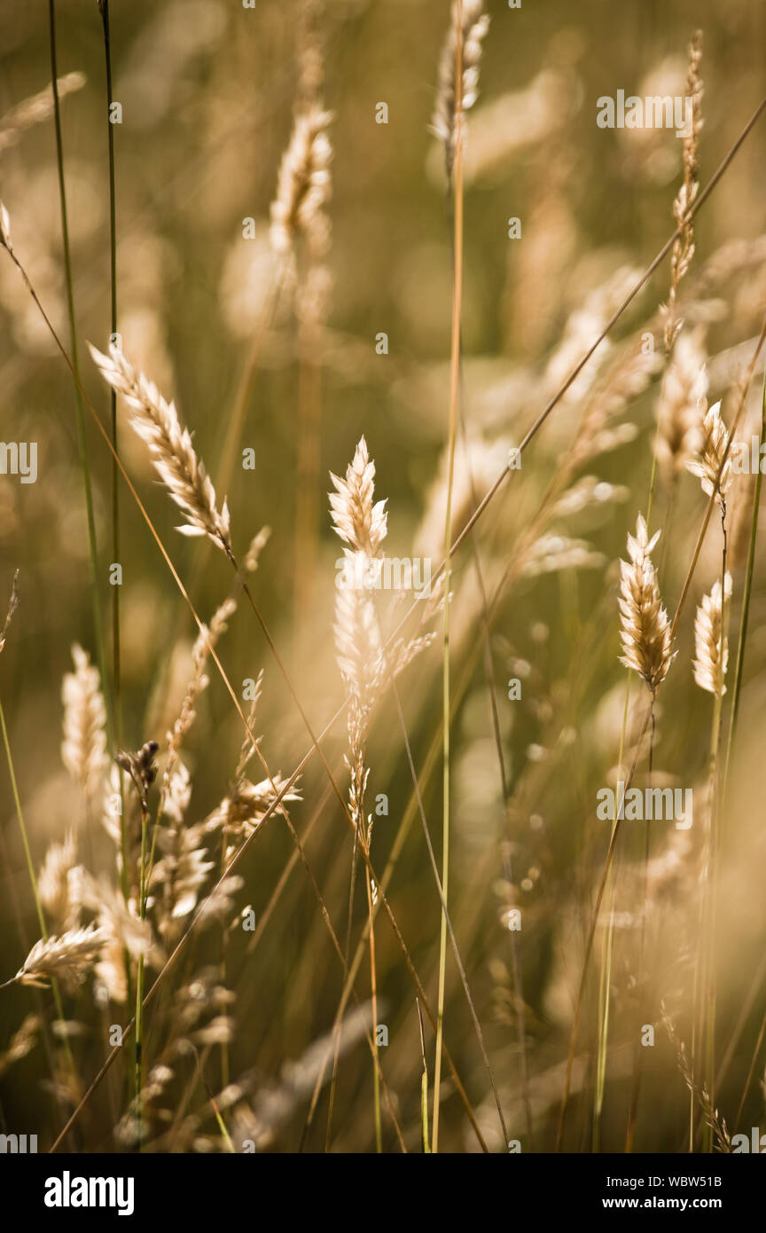 Spikes of wheat backlit by warm summer evening light Stock Photo - Alamy