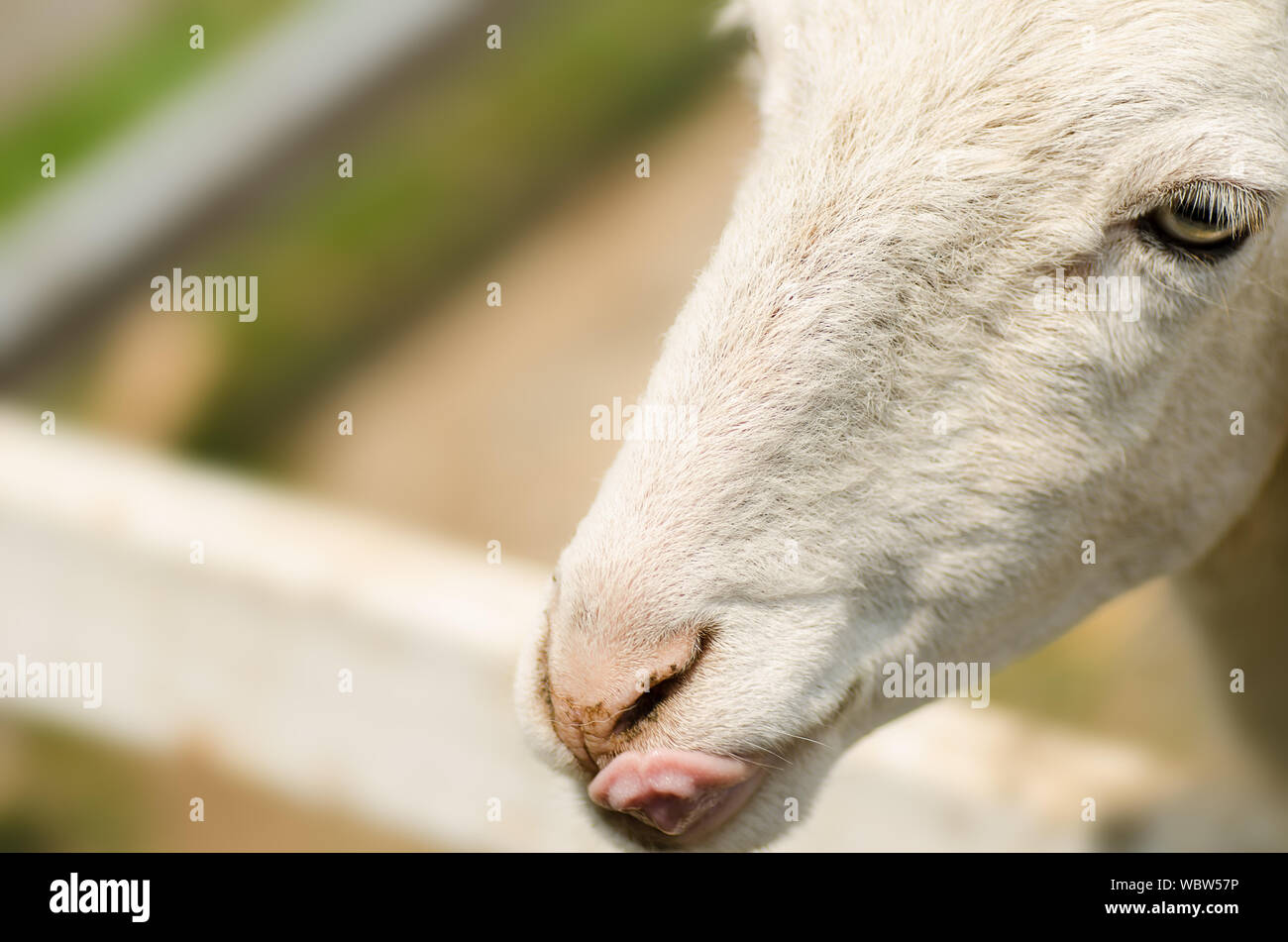 Goat sticking out tongue hi-res stock photography and images - Alamy