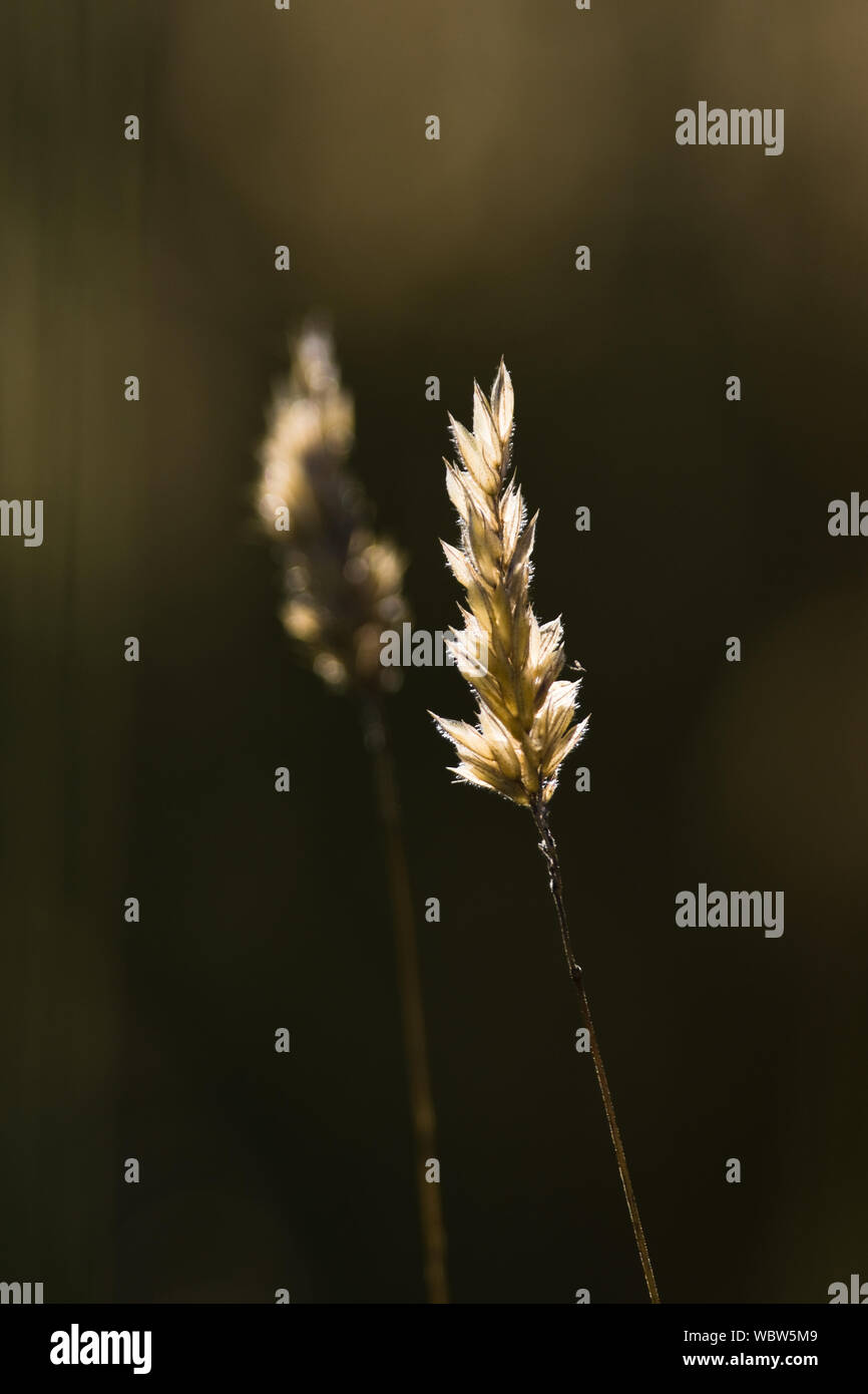 Spike of wheat hi-res stock photography and images - Alamy