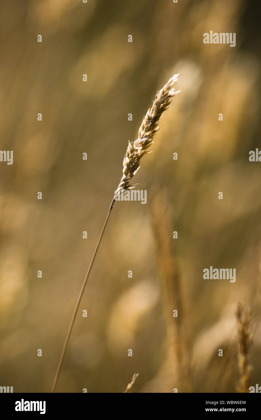An isolated spike of wheat backlit by warm summer evening light Stock ...