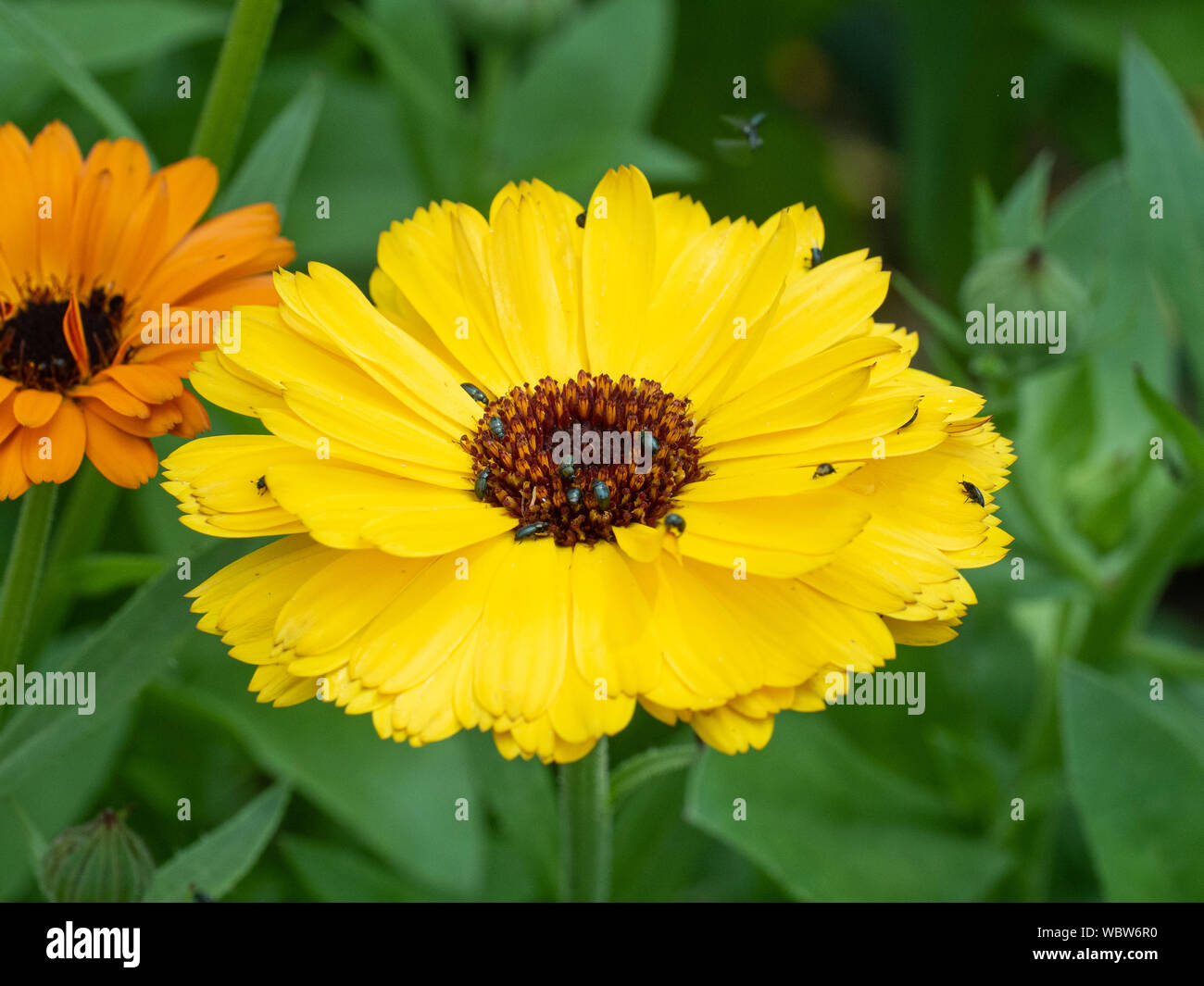 A clear yellow calendula flower providing food a a number of pollen ...