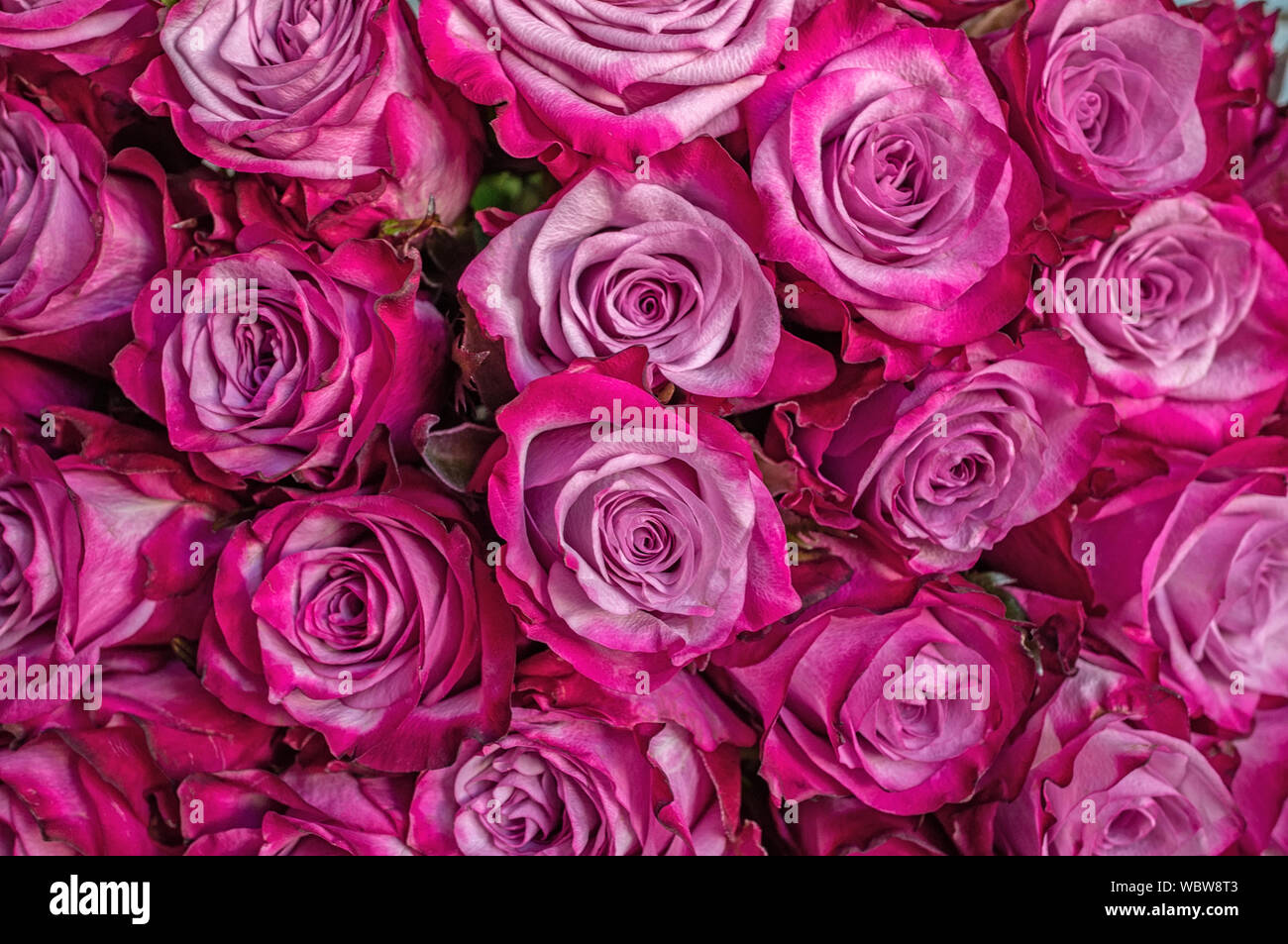 Roses of pink and green modern varieties in a bouquet for a gift ...