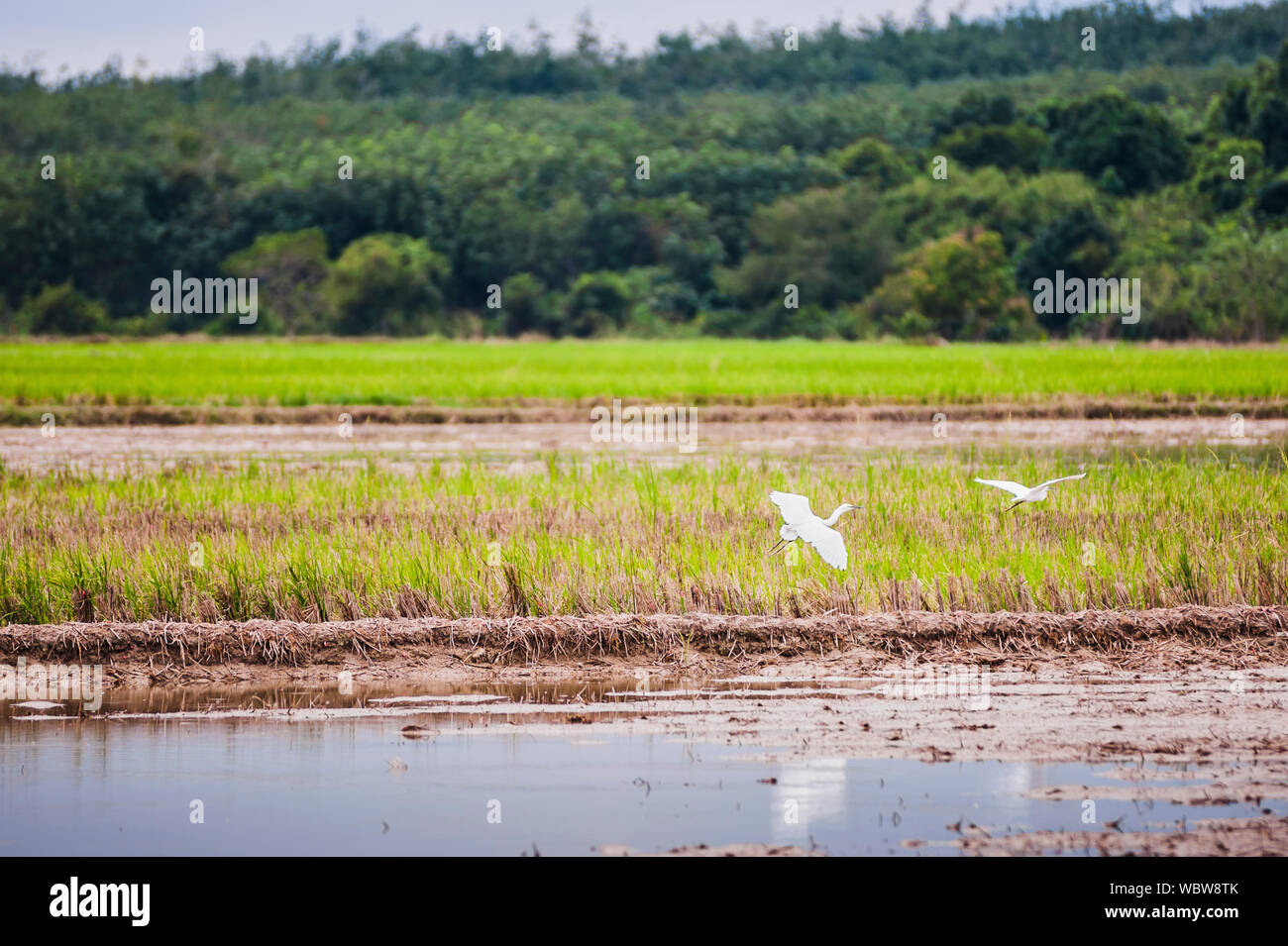 Birds in paddy field hi-res stock photography and images - Alamy