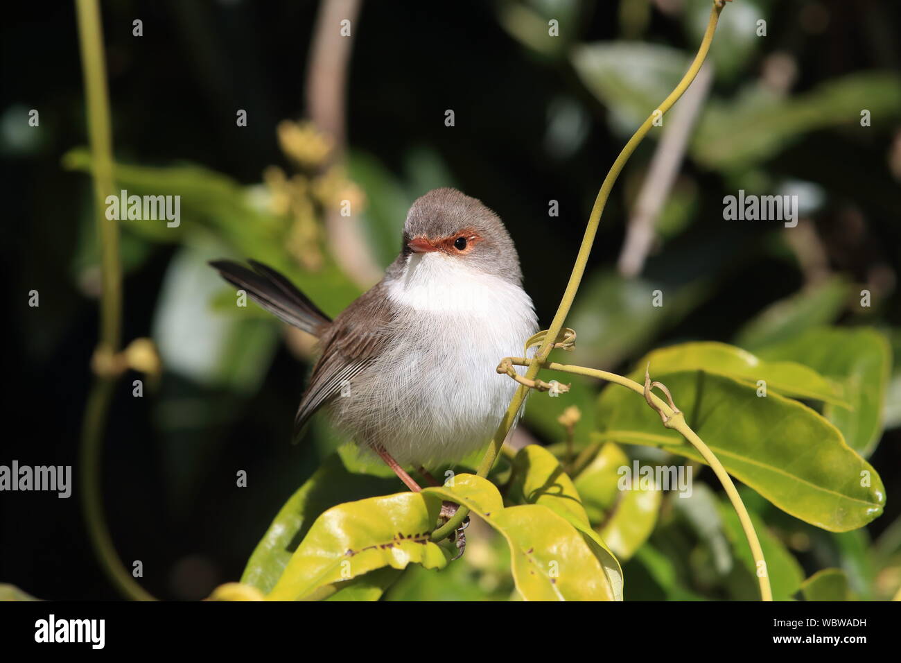 Superb Fairywren (Malurus cyaneus) Queensland Australia Stock Photo - Alamy
