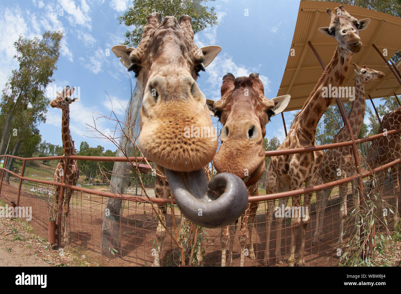 giraffe sticking out his tongue to eat a carrot Stock Photo - Alamy