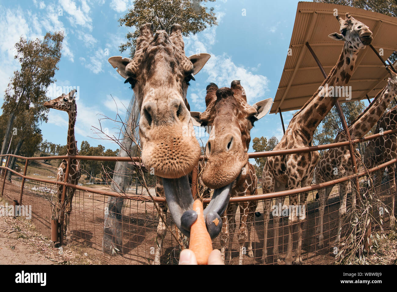 giraffe sticking out his tongue to eat a carrot Stock Photo - Alamy