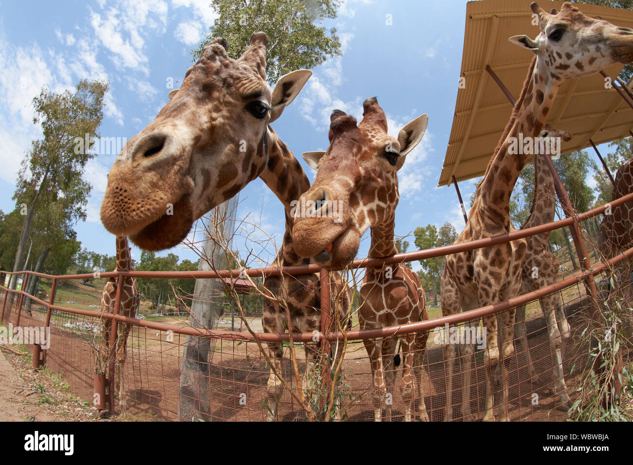giraffes watching camera at the zoo Stock Photo - Alamy