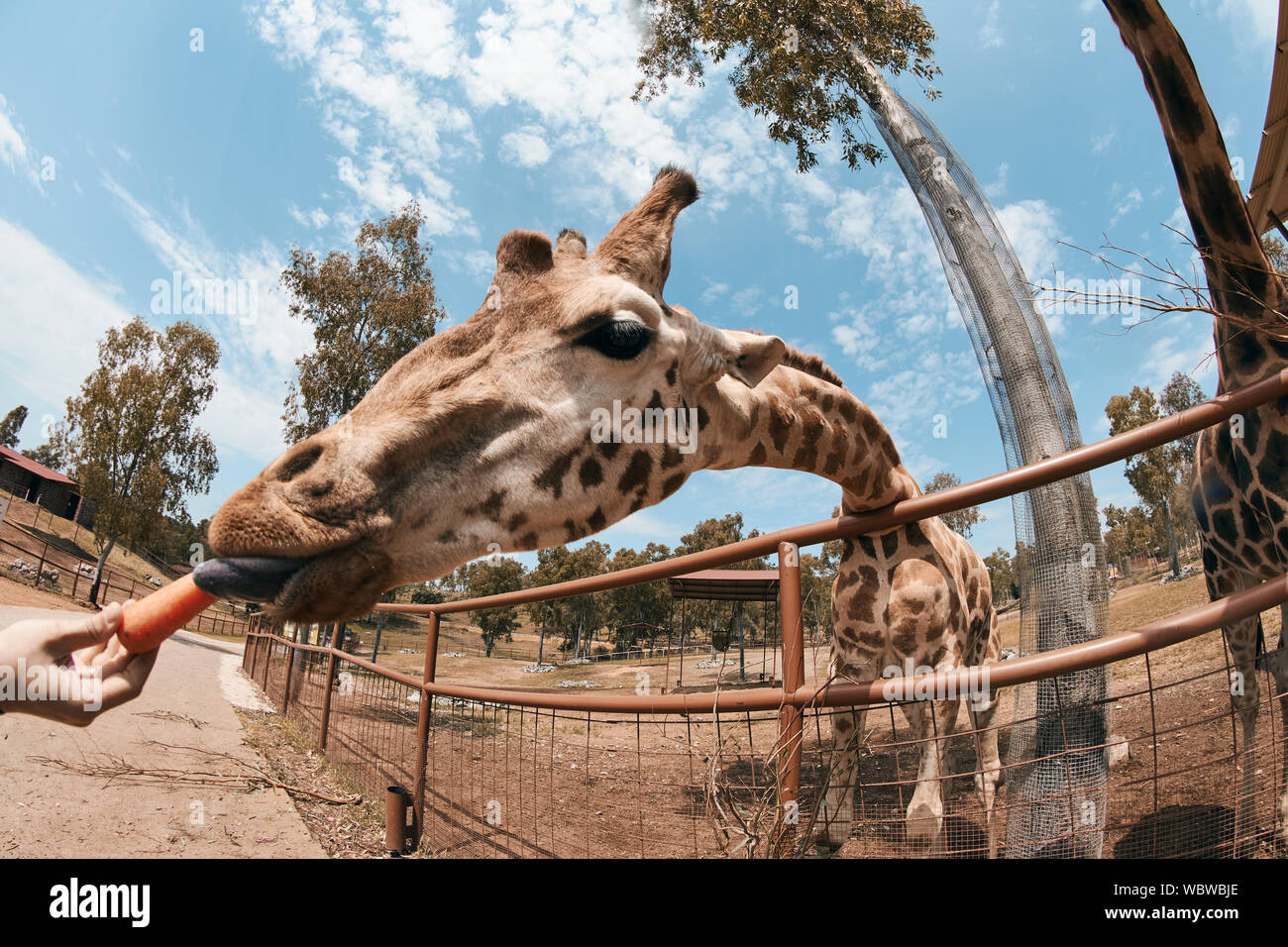 giraffe sticking out his tongue to eat a carrot Stock Photo - Alamy