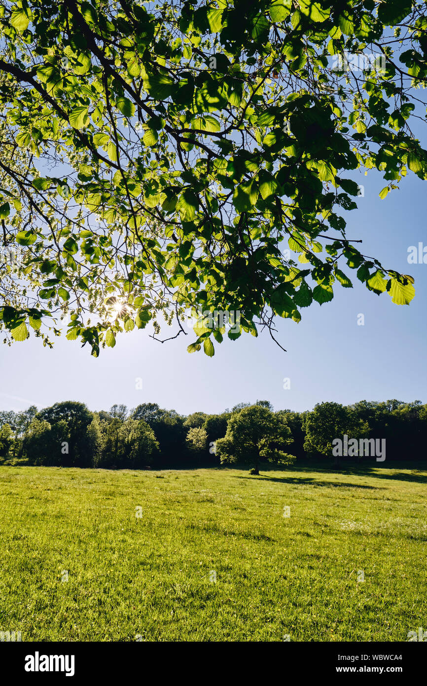 An empty summer green field and tree rural landscape nature background ...