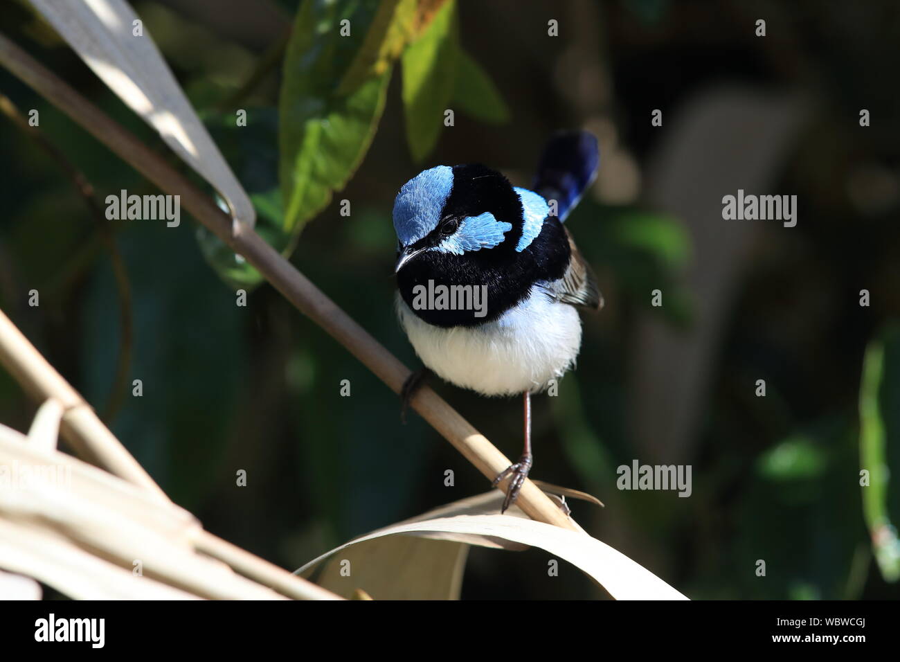 Superb Fairywren (Malurus cyaneus) Queensland Australia Stock Photo - Alamy