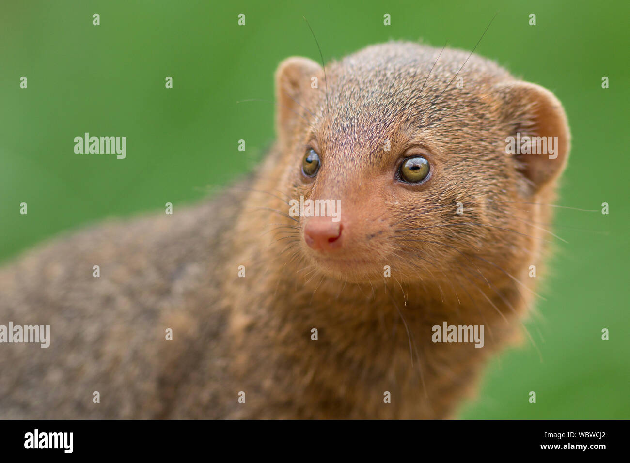 Mongoose body hi-res stock photography and images - Alamy