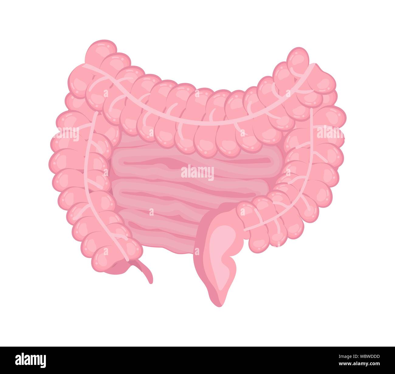 Human digestive system microbiota Cut Out Stock Images & Pictures - Alamy