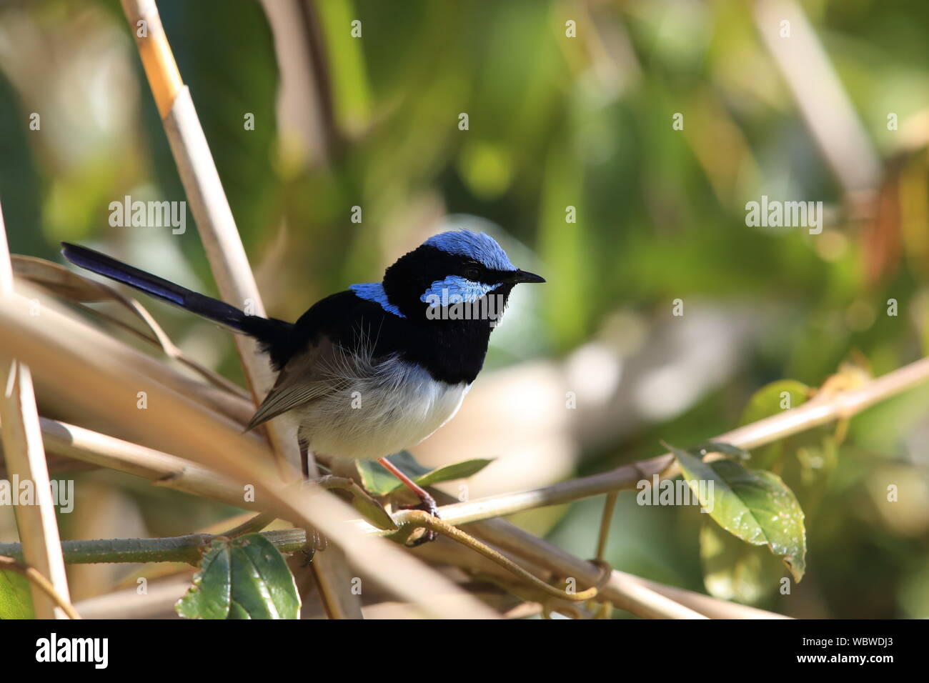 Superb Fairywren (Malurus cyaneus) Queensland Australia Stock Photo - Alamy