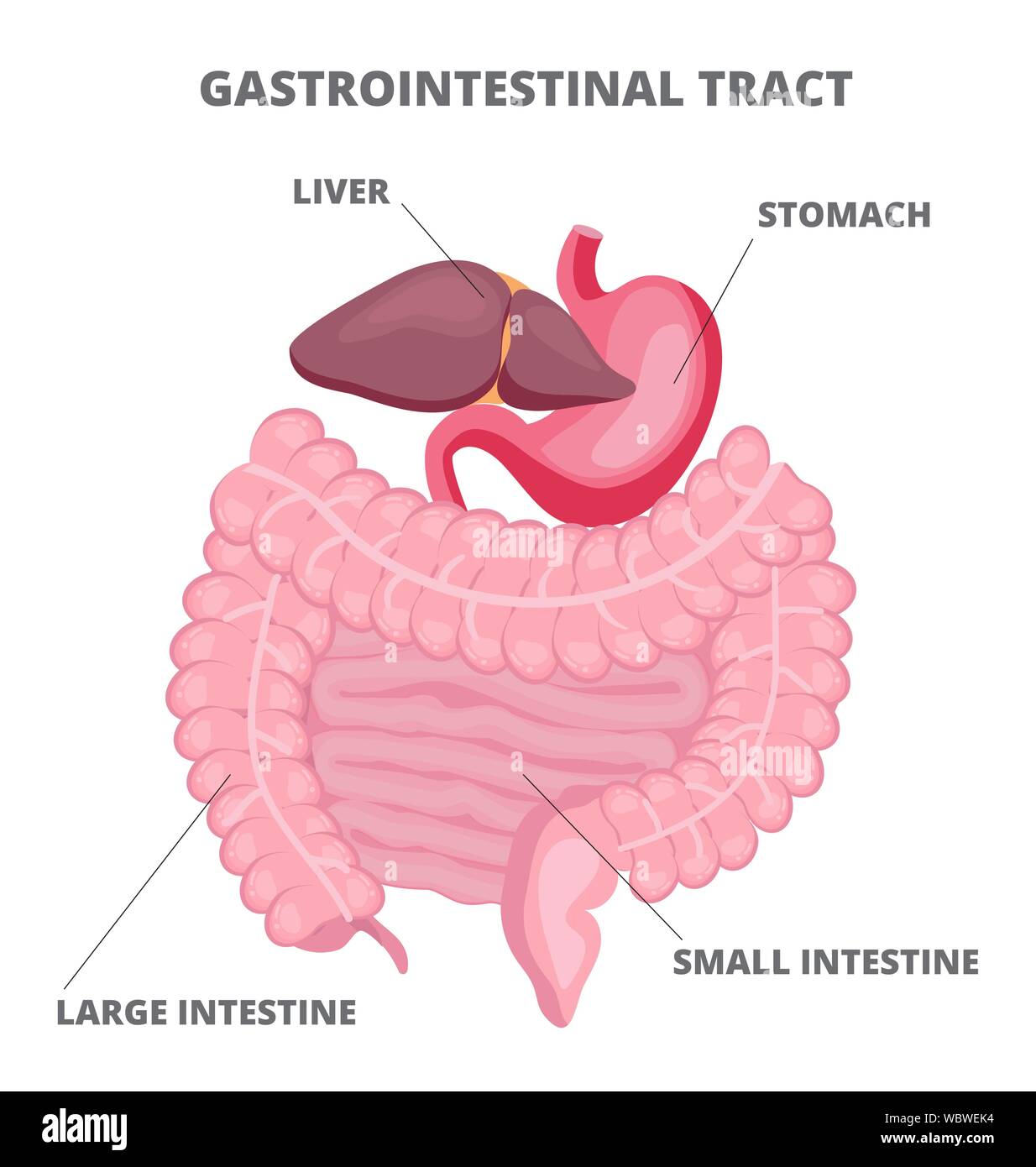 Gastrointestinal tract vector is shown on white background Stock Vector ...