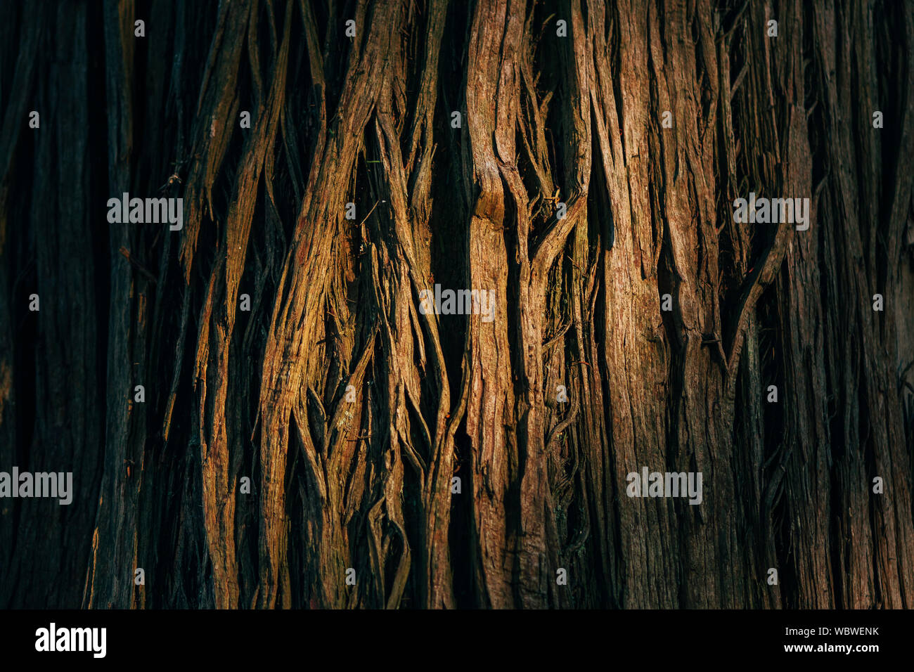 Knotted tree bark hi-res stock photography and images - Alamy