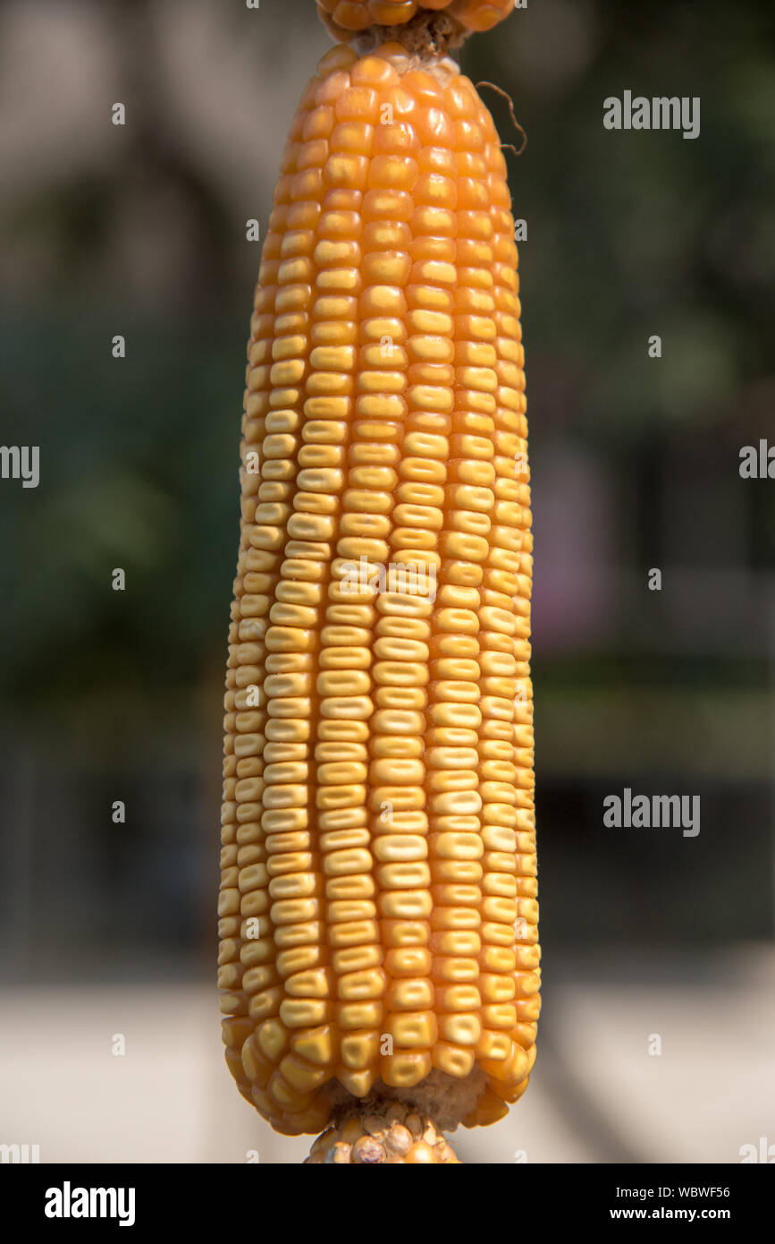 Close up sweetcorn hi-res stock photography and images - Alamy
