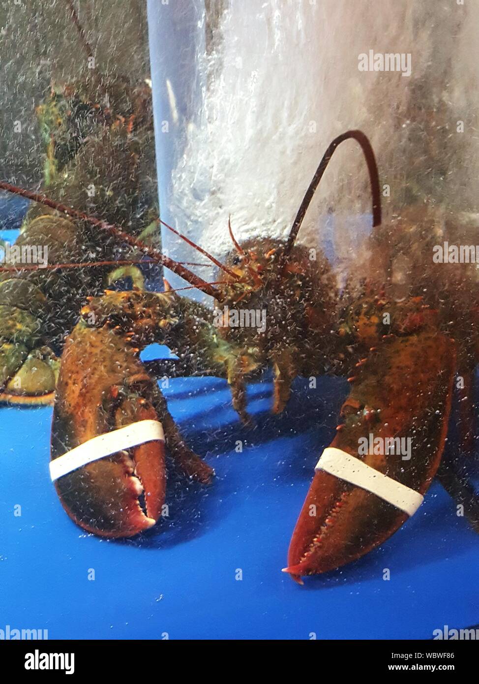 Lobster fish tank hi-res stock photography and images - Alamy