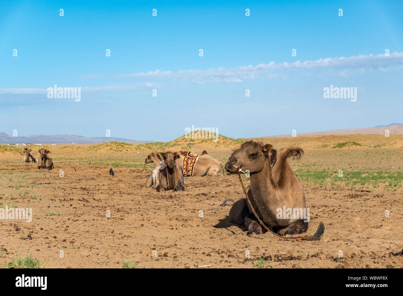 The Bactrian camel is a native to the steppes of Central Asia. In ...