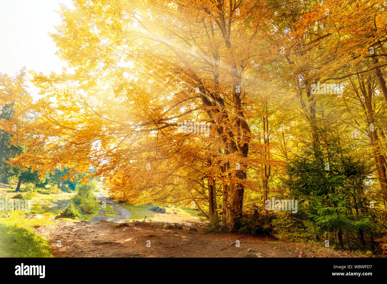 Golden Autumn season in forest park - colorful trees and sun beams ...