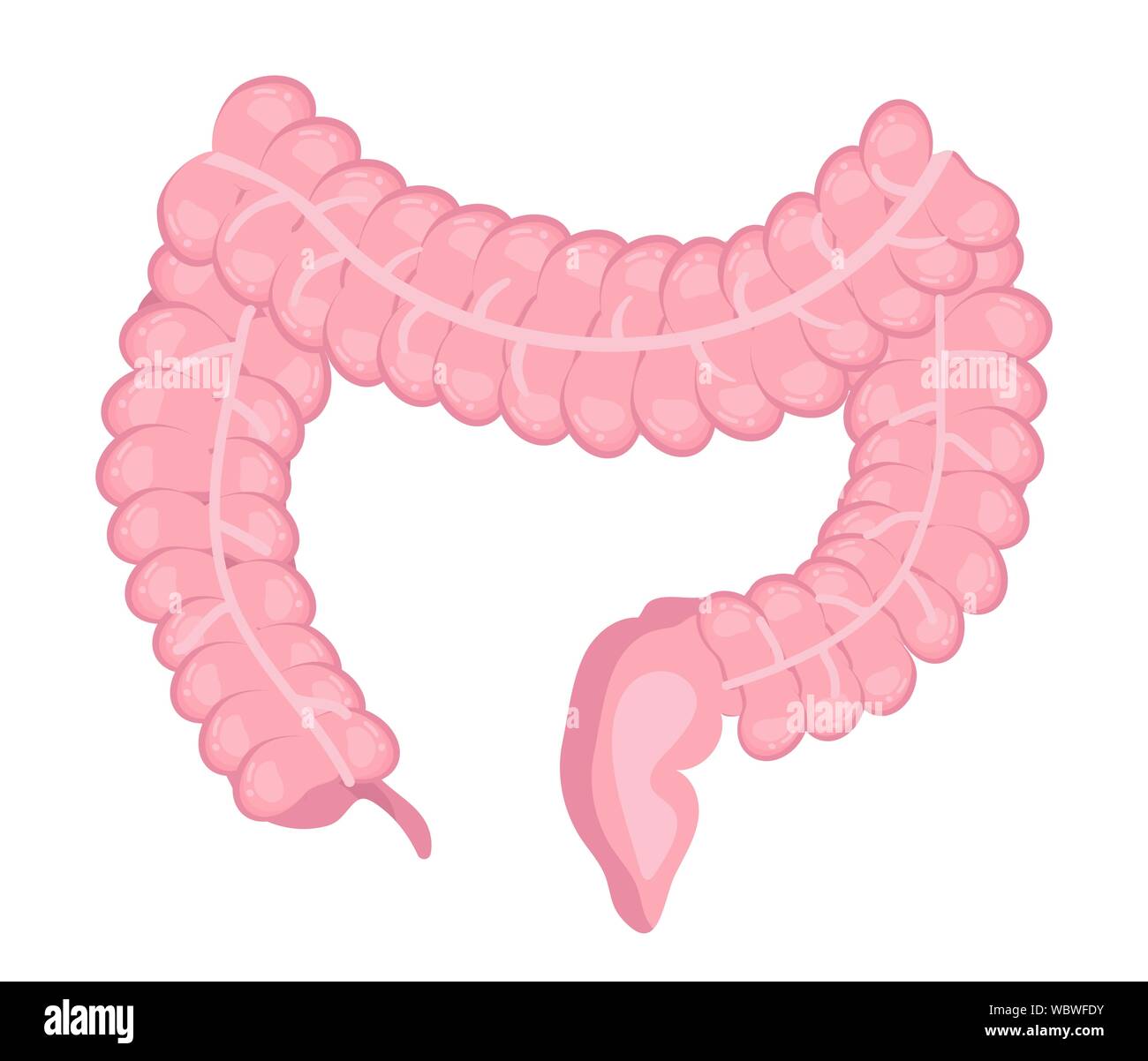 Large and small intestines icon vector. Human internal organ isolated ...