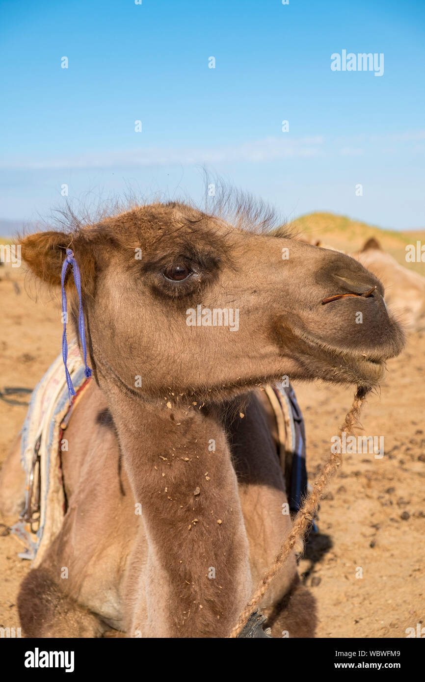 The Bactrian camel is a native to the steppes of Central Asia. In ...
