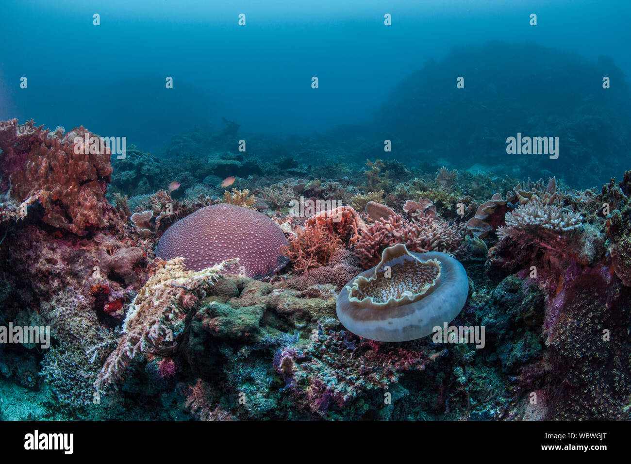 Deep water coral hi-res stock photography and images - Alamy