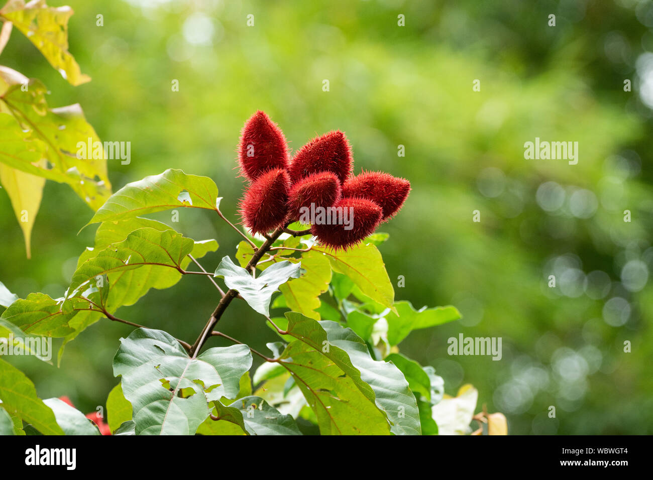 Annatto, Achiote or Lipstick Tree (Bixa orellana), fruit Stock Photo ...